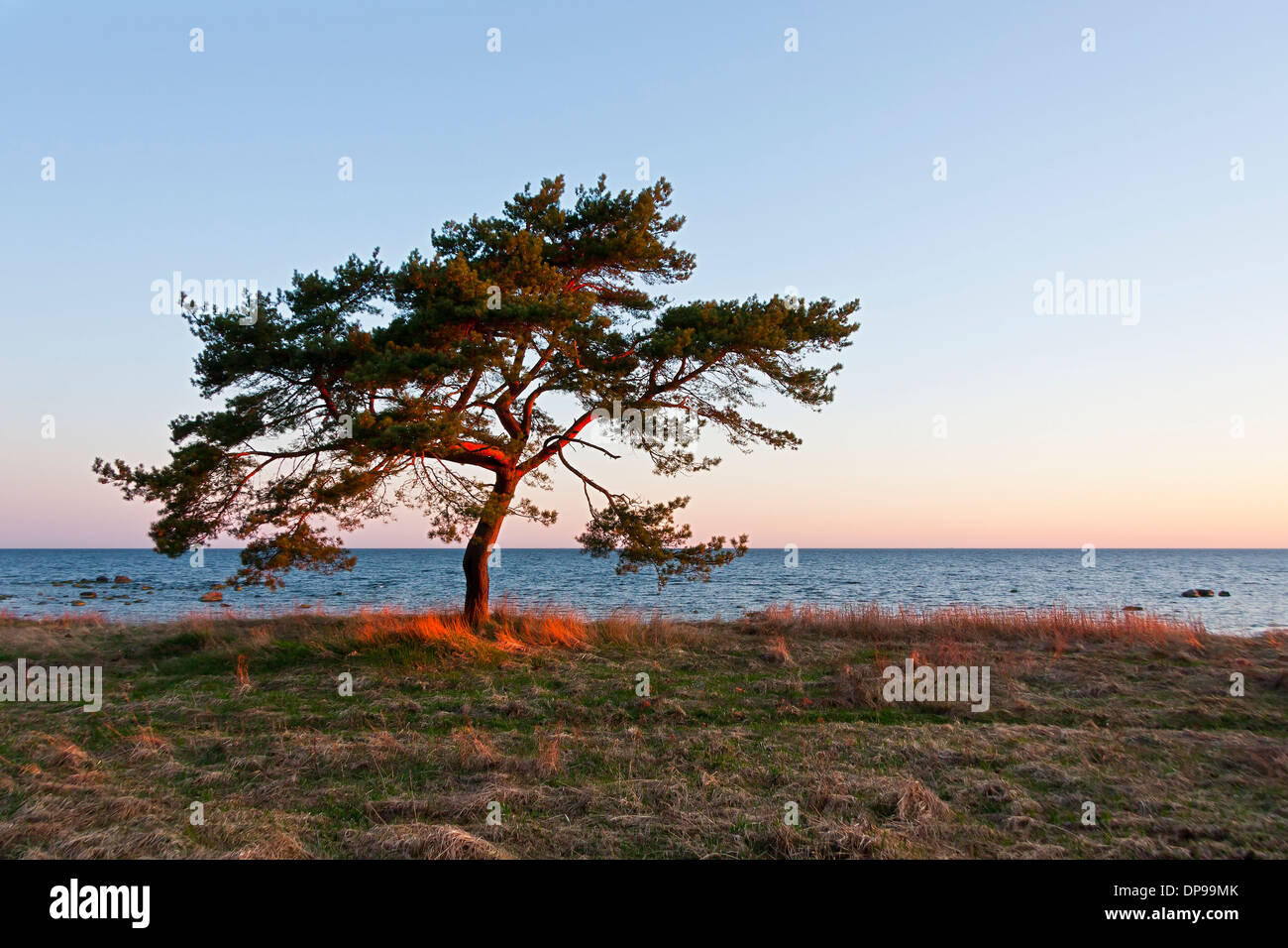 Single pine tree growing on grass field near sea Stock Photo - Alamy