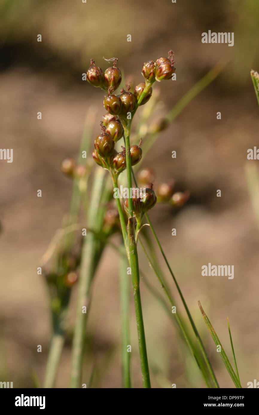 Round fruit rush hi-res stock photography and images - Alamy