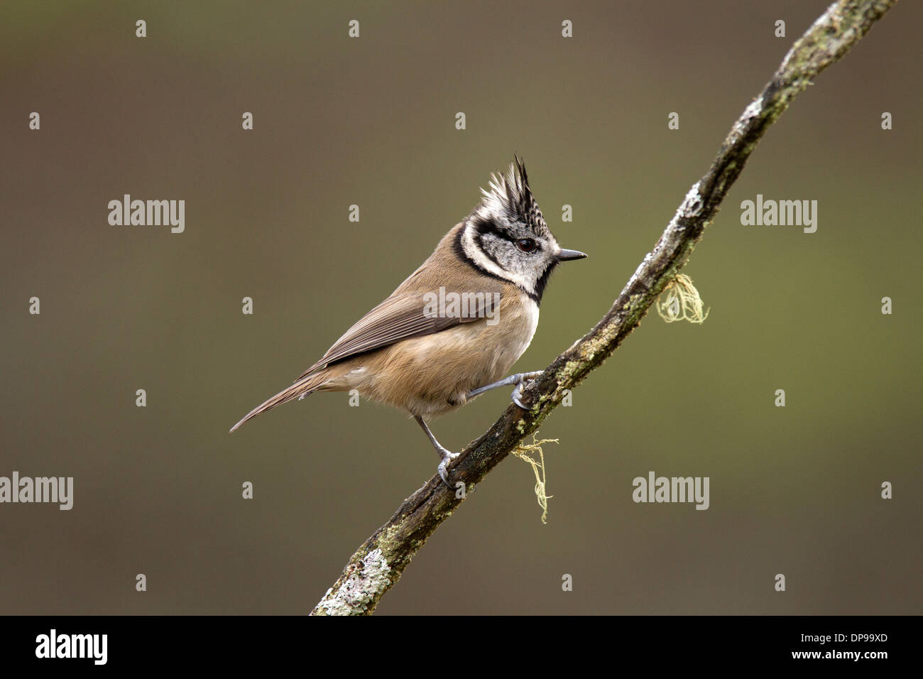 Crested Tit, Lophophanes cristatus on a branch Stock Photo - Alamy