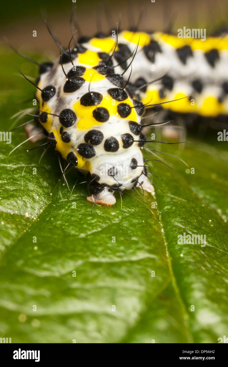 Yellow worm or grub or maggot with black dots known as Toadflax ...