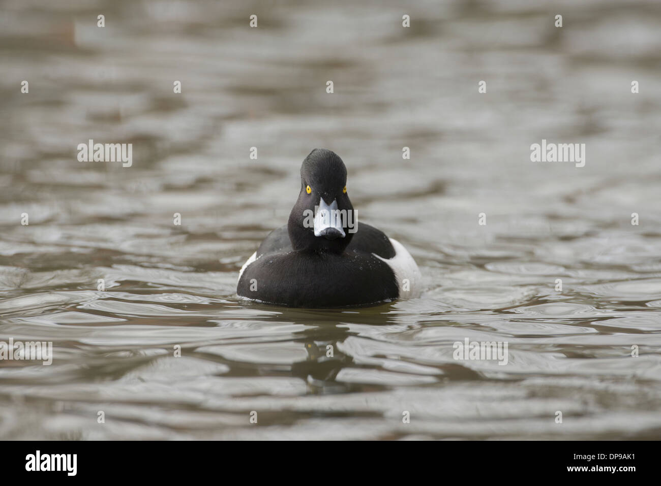 Front view of duck hi-res stock photography and images - Alamy