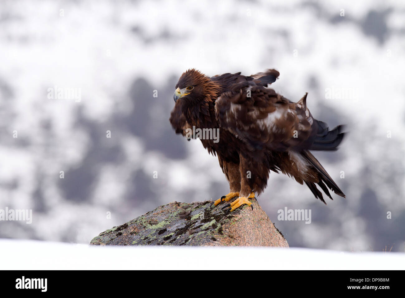 Golden Eagle; Aquila chrysaetos; during a rouse Stock Photo - Alamy