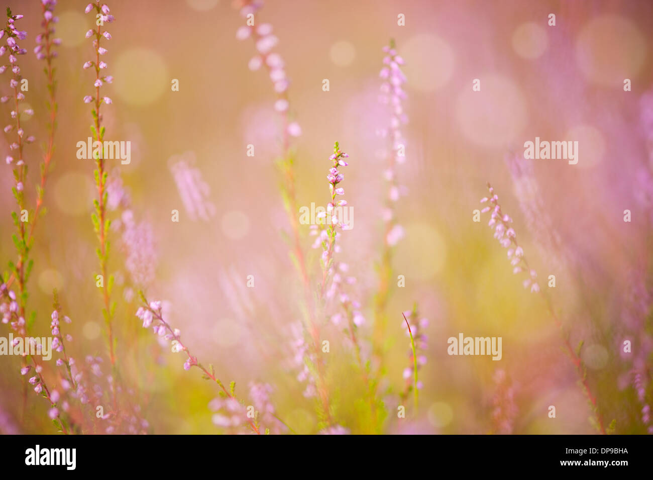pink heather macro and blurred background Stock Photo - Alamy