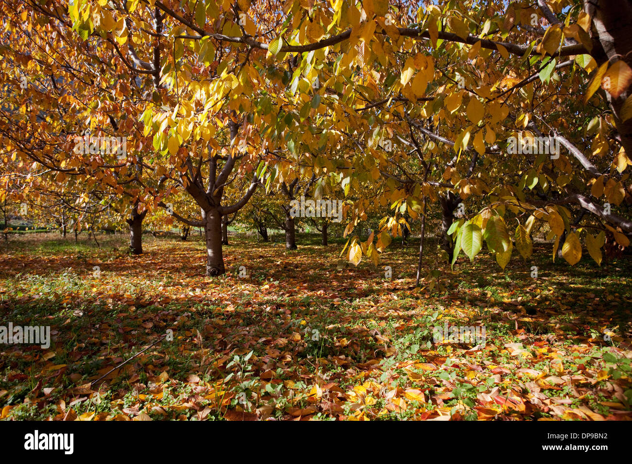 Turkish walnut trees hi-res stock photography and images - Alamy
