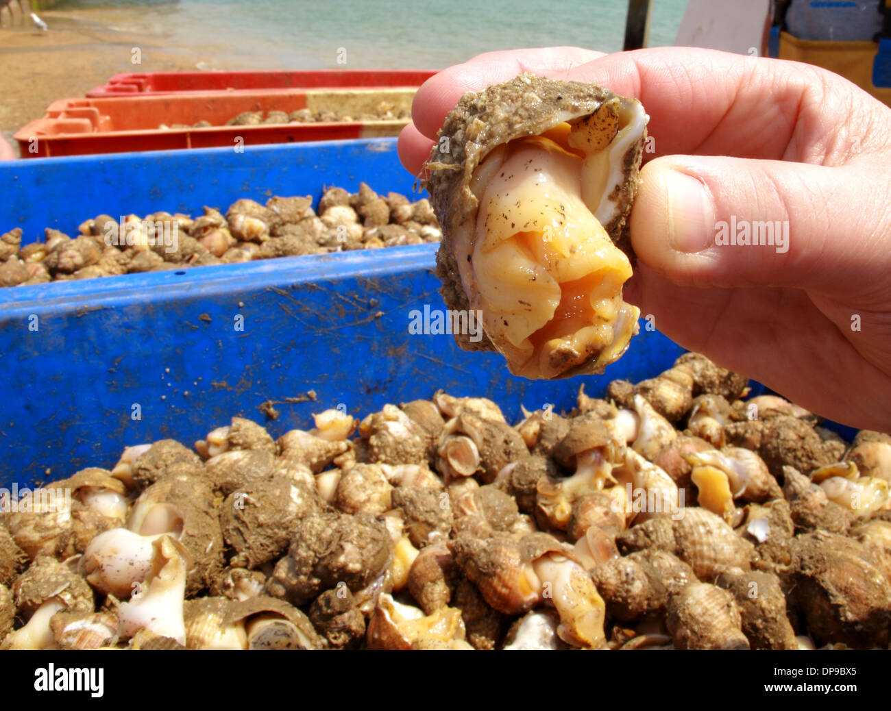 Catch of whelks hi-res stock photography and images - Alamy
