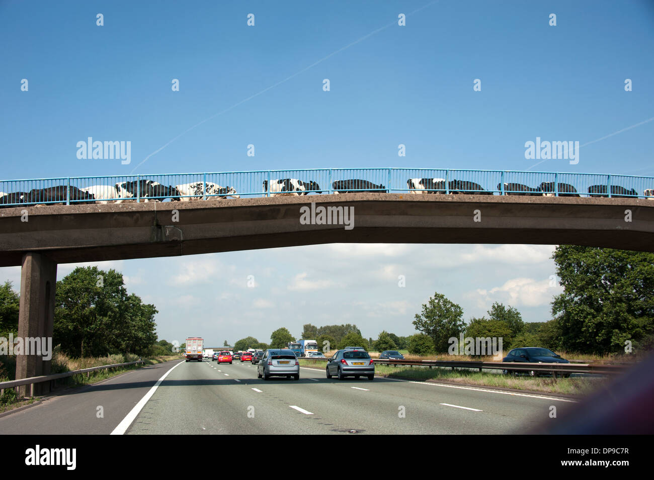 Cows crossing Motorway bridge for milking farm farmer Stock Photo - Alamy