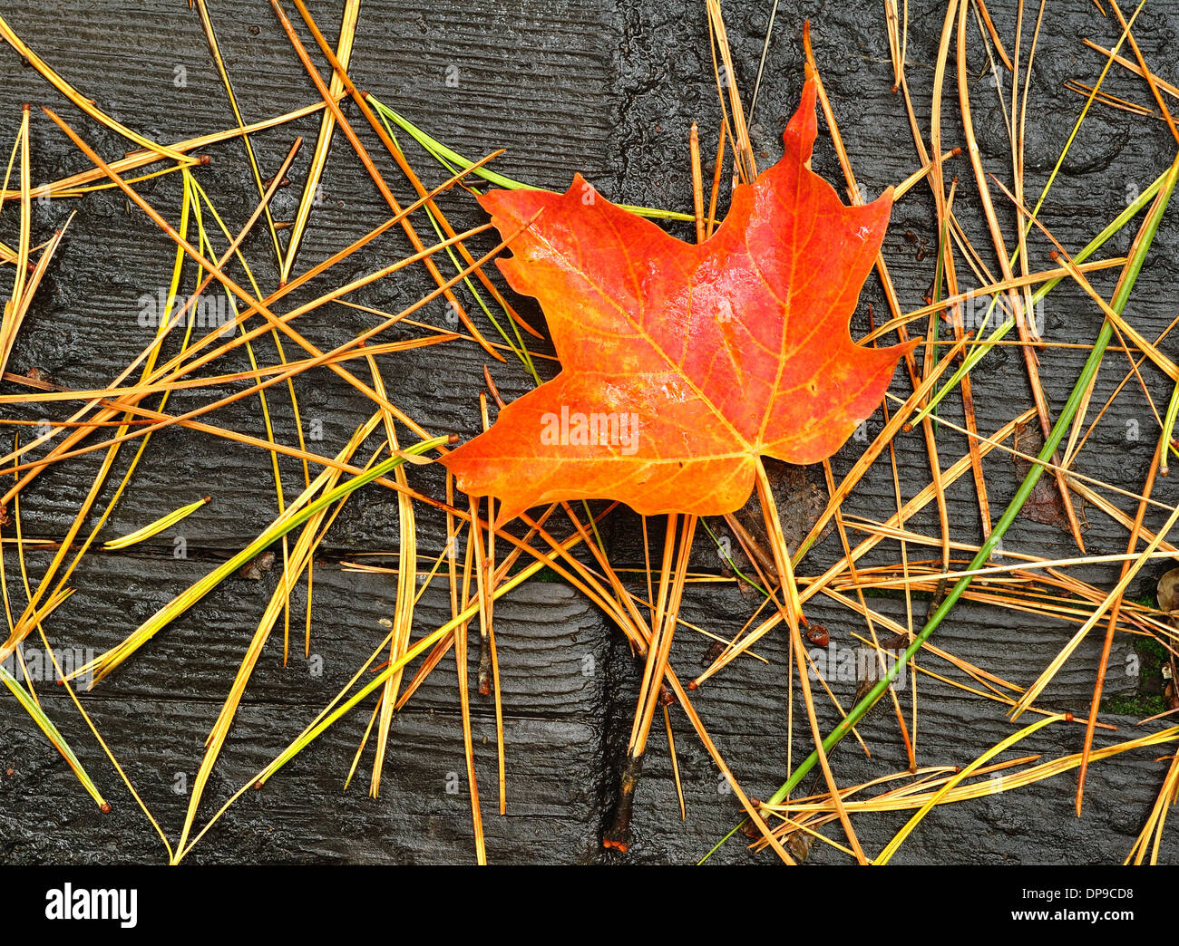 Maple leaf fall colours hi-res stock photography and images - Alamy