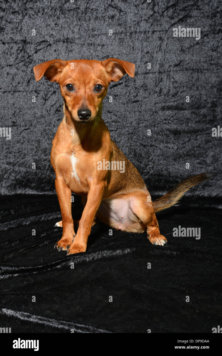 Tan Toy Terrier photographed against a black background Stock Photo - Alamy