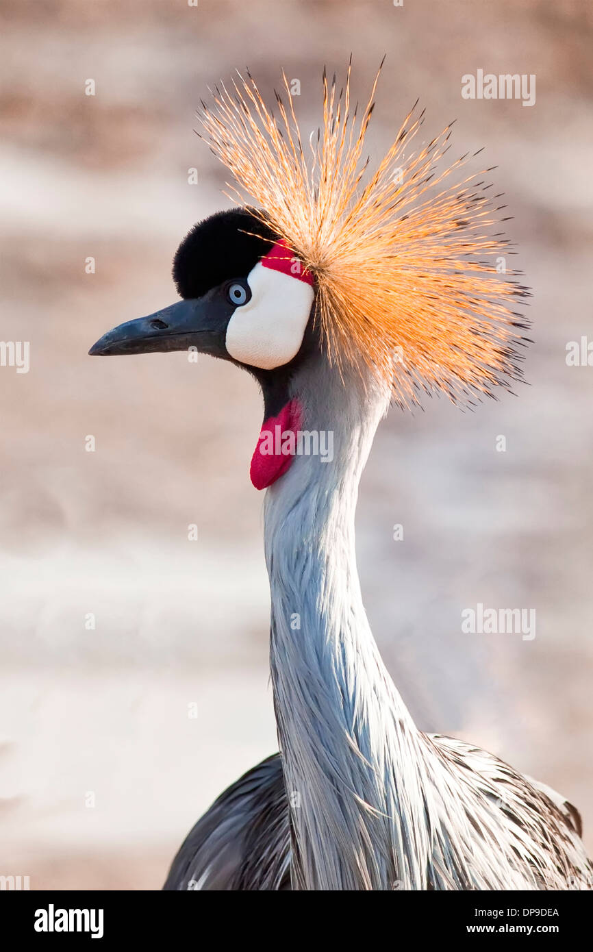 Crowned crane hi-res stock photography and images - Alamy