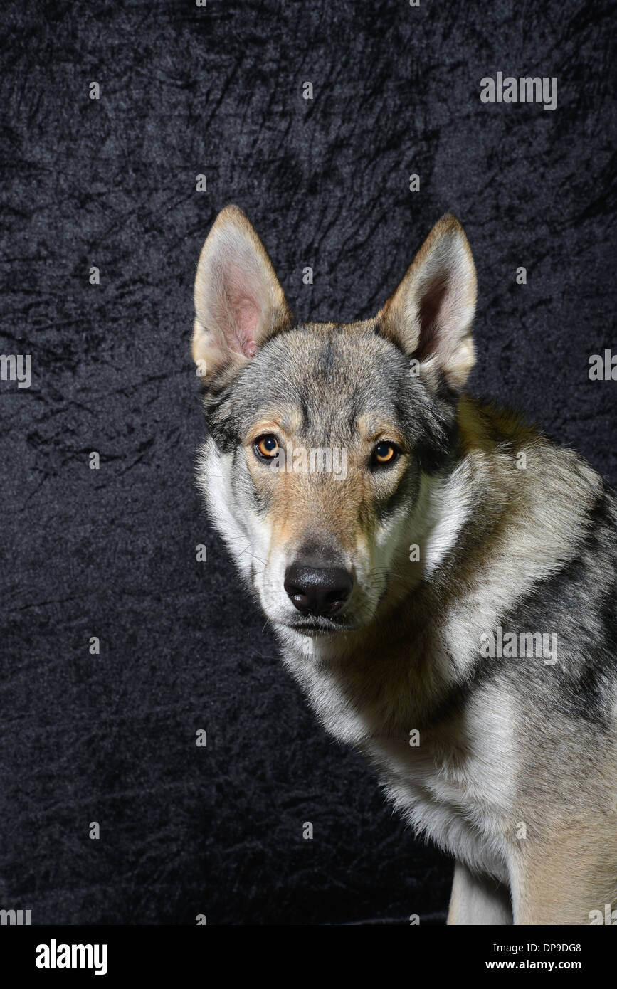 Head shot of a Husky photographed against a black background Stock ...