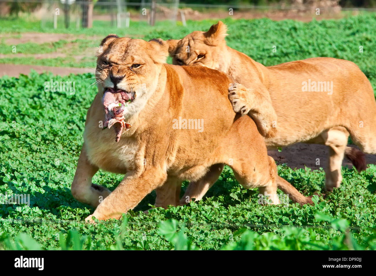 Lion family eating their prey Stock Photo - Alamy