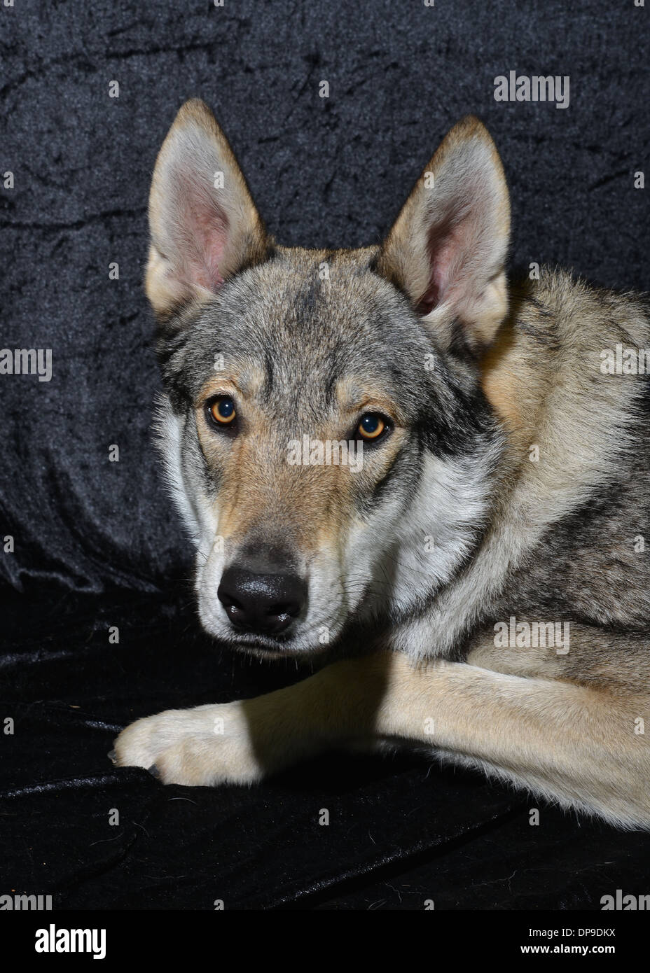 Husky head shot hi-res stock photography and images - Alamy