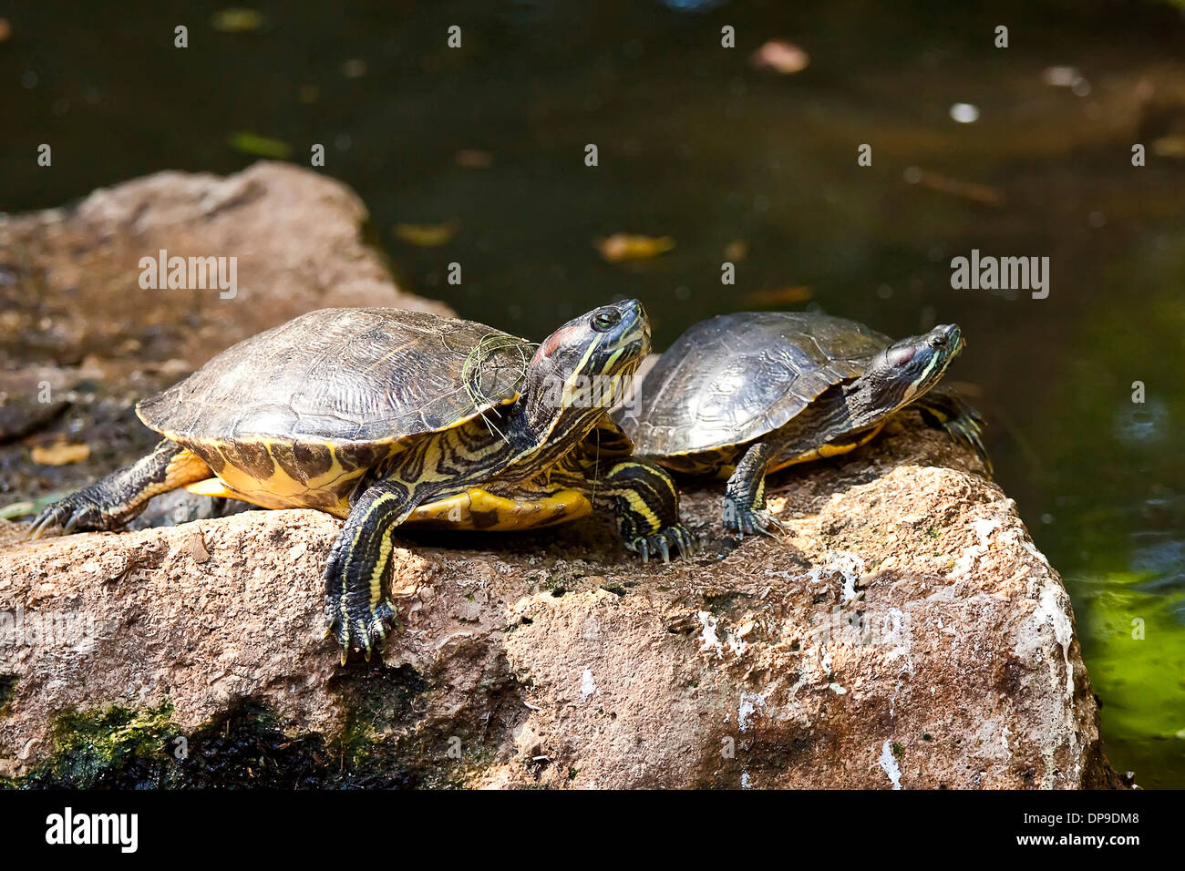 Zoology ecology hi-res stock photography and images - Alamy