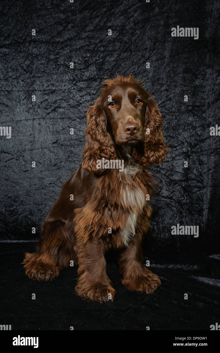 Liver Cocker Spaniel photographed sitting against a black background ...