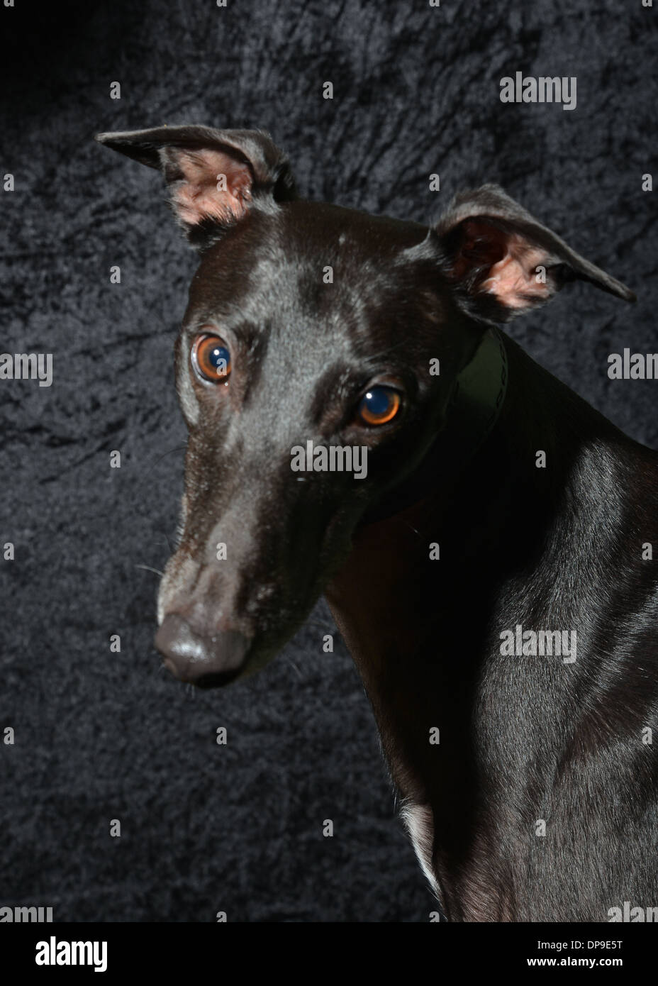 Black Greyhound head and shoulders Stock Photo - Alamy