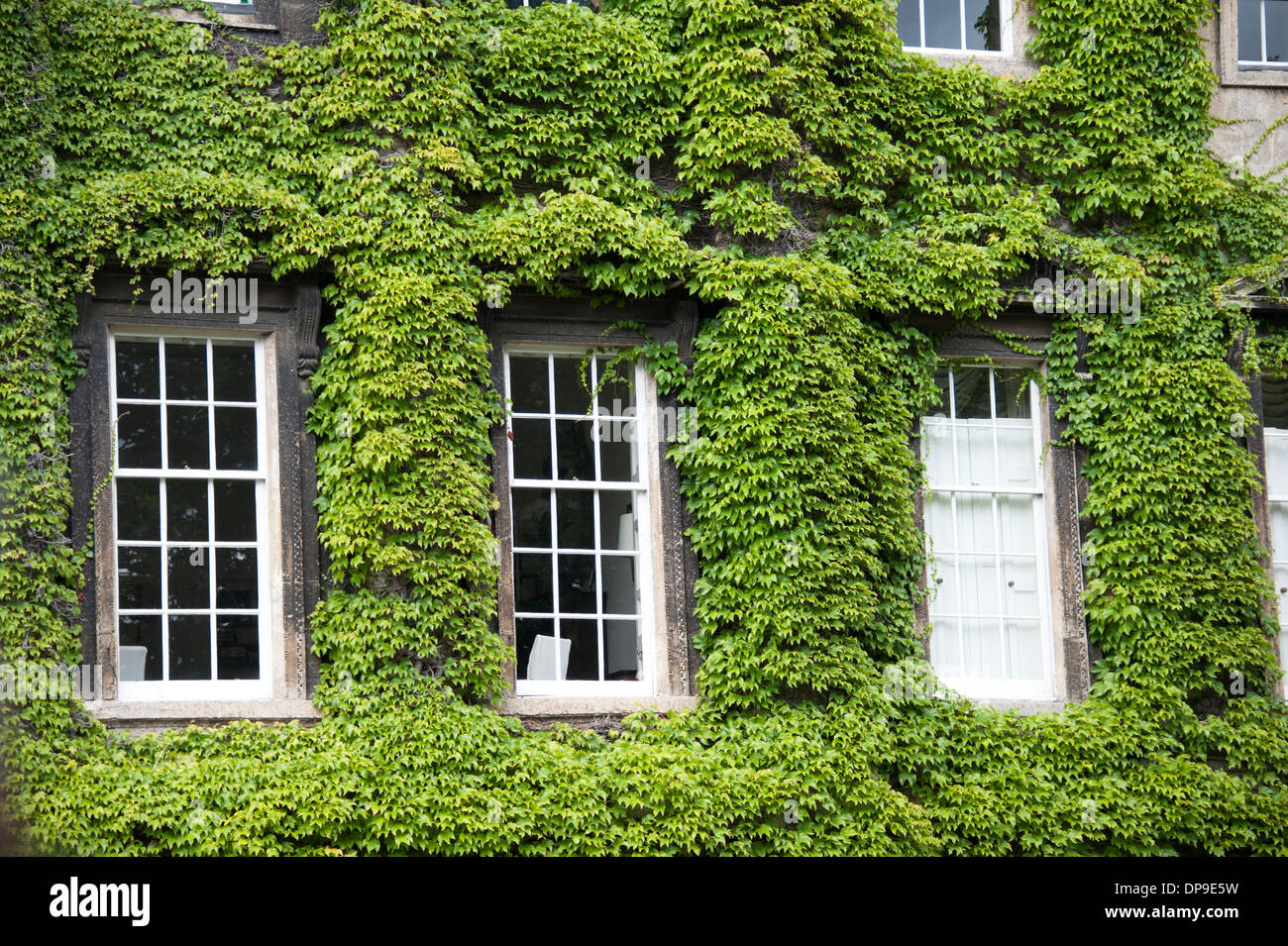 Creepers hi-res stock photography and images - Alamy