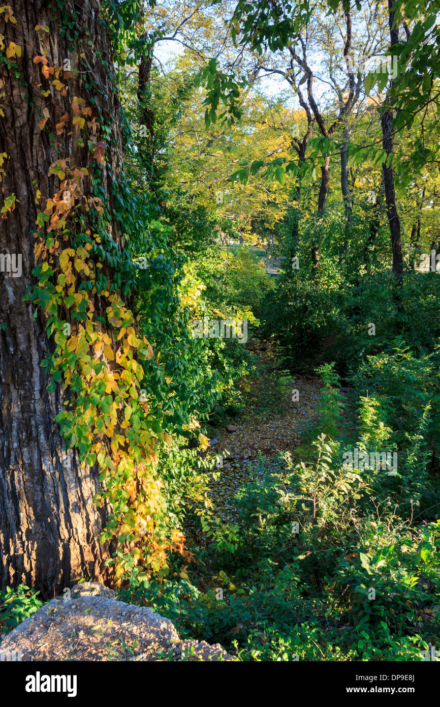 An obscure pathway in a wooded area Stock Photo - Alamy