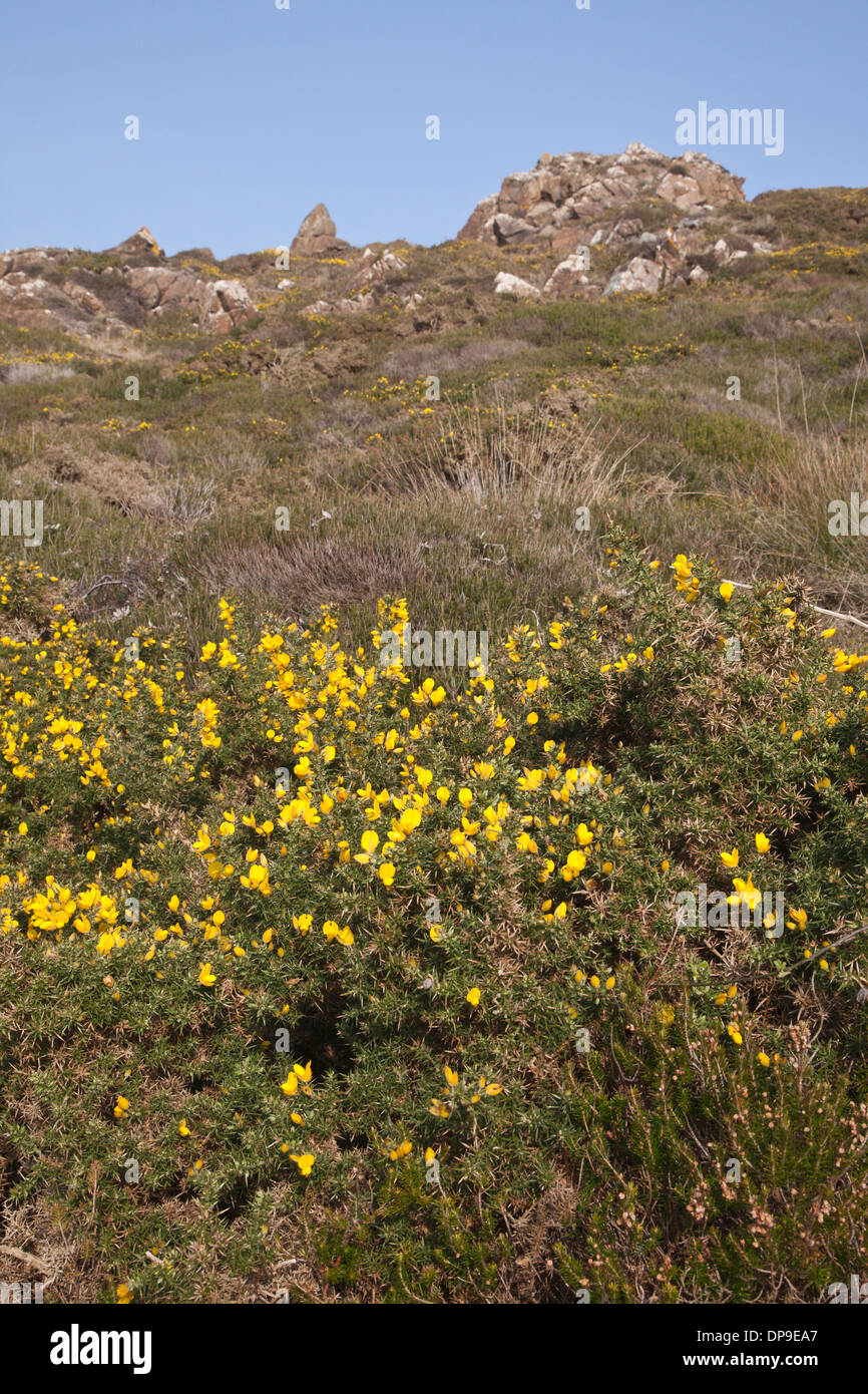 Gorse bushes hi-res stock photography and images - Alamy