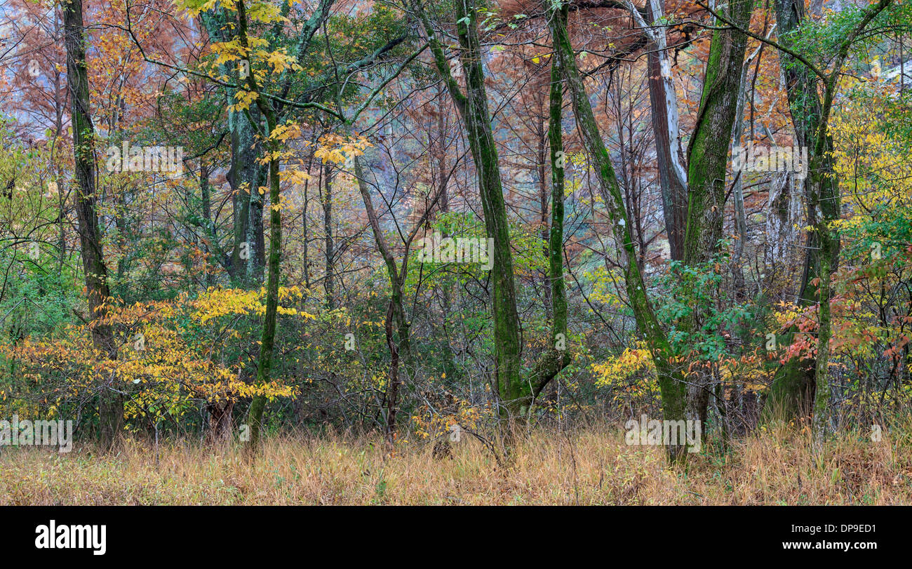 Beavers bend state park hi-res stock photography and images - Alamy