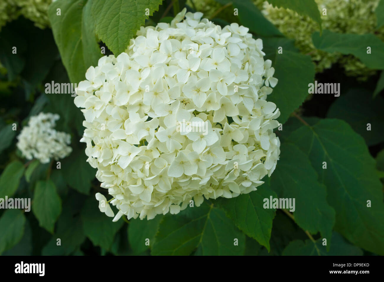 Close-up of a large flower-head of white hydrangea Stock Photo - Alamy