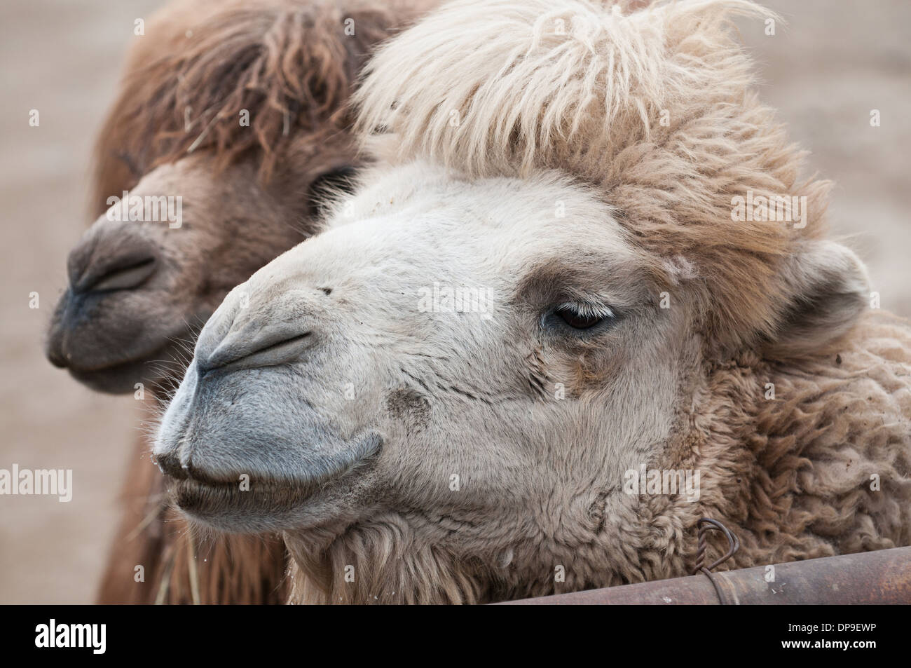 Domestic camel hi-res stock photography and images - Alamy