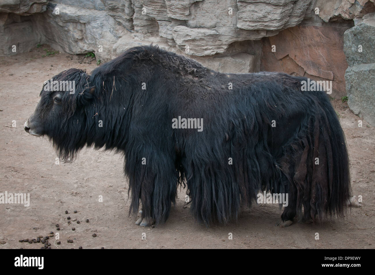 Bos mutus hi-res stock photography and images - Alamy