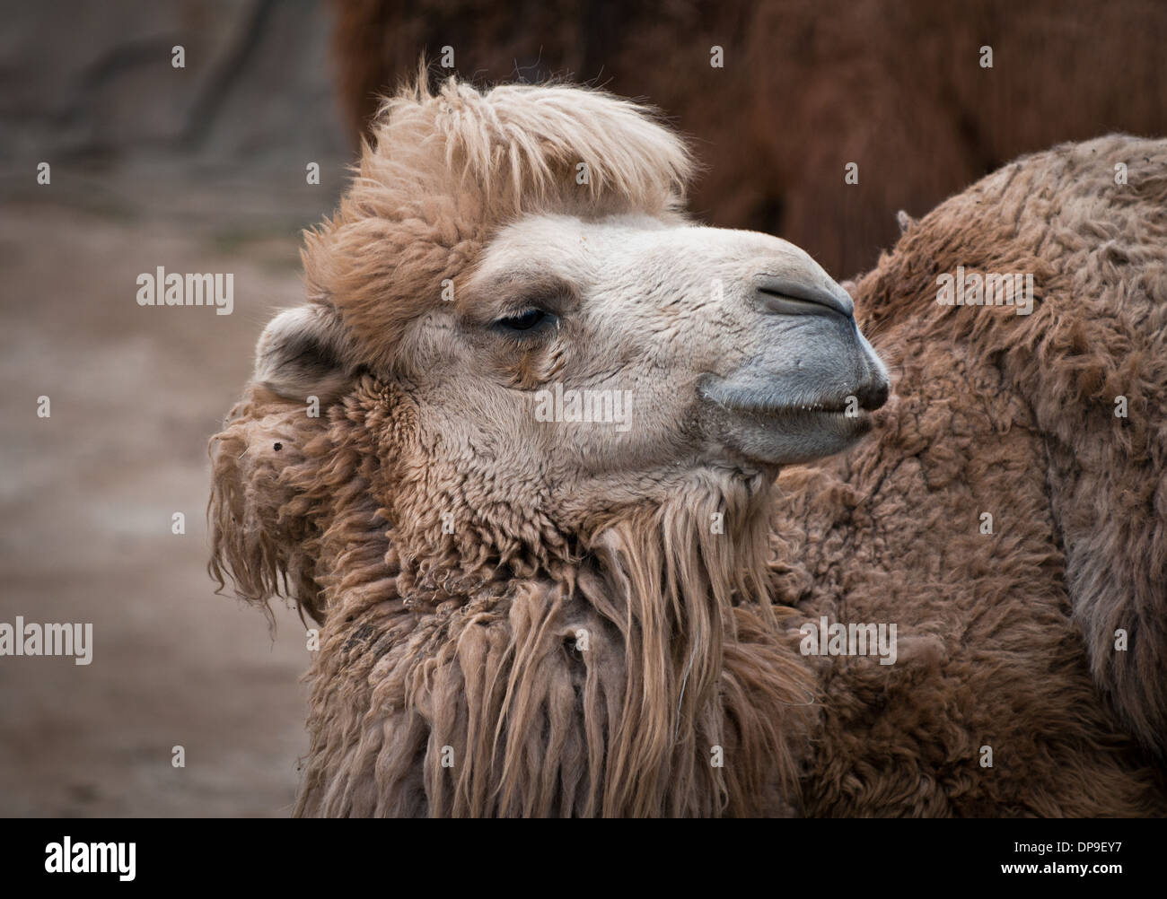 Camelus ferus bactrianus - Bactrian or Domestic camel Stock Photo - Alamy