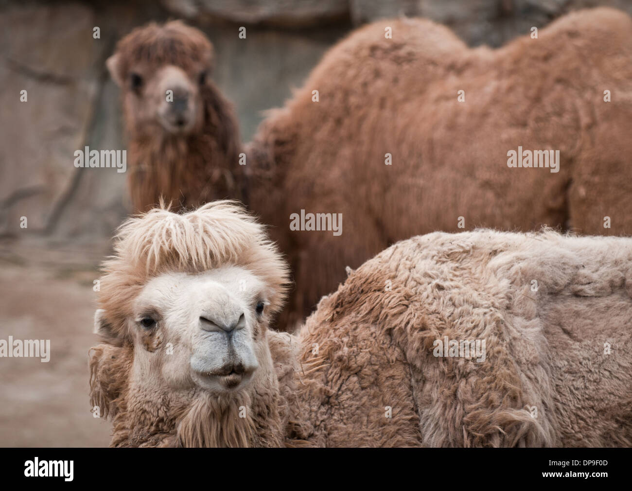 Camelus ferus bactrianus - Bactrian or Domestic camel Stock Photo - Alamy
