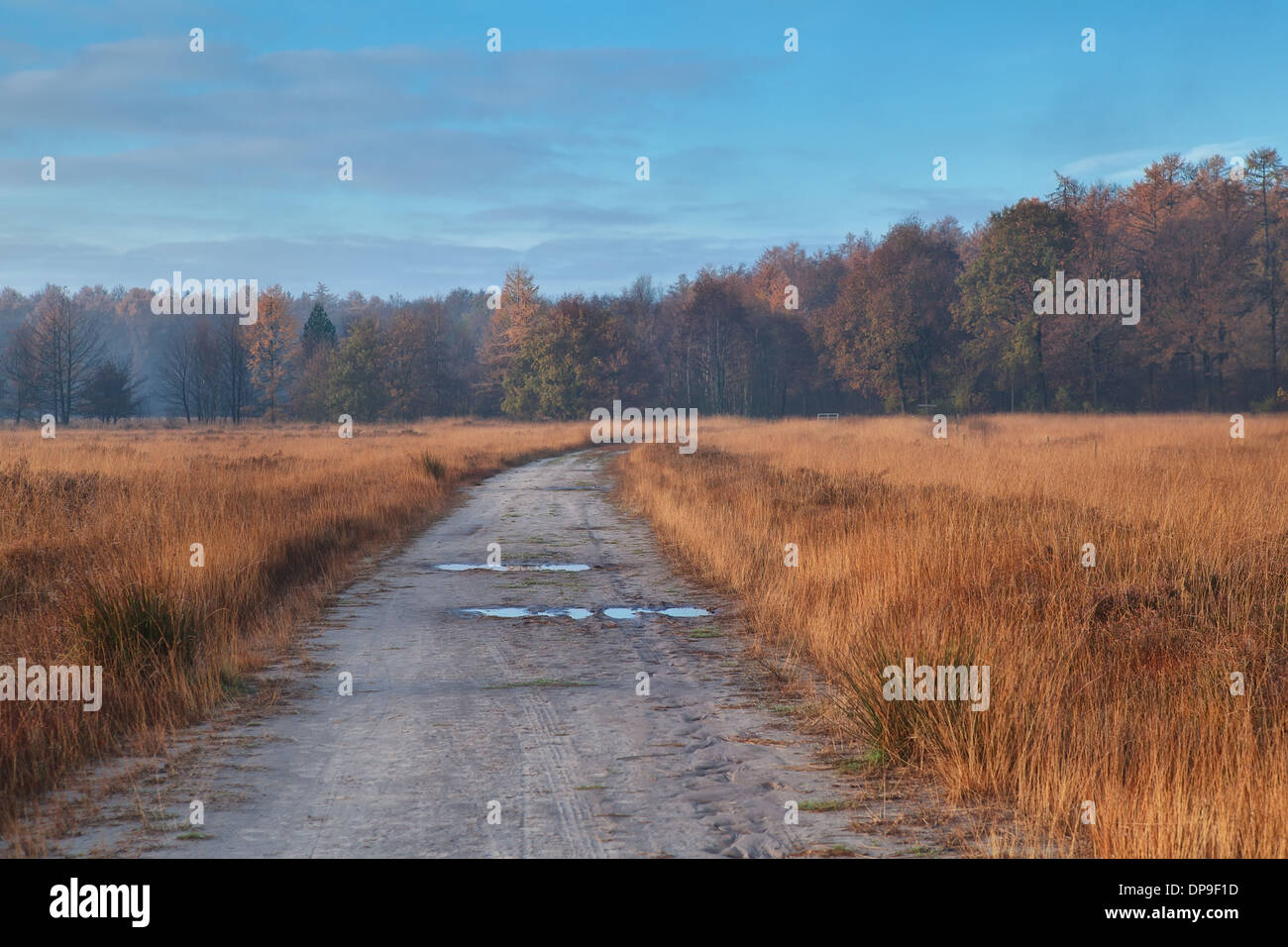 countryside road to autumn gold forest, Friesland, Netherlands Stock ...