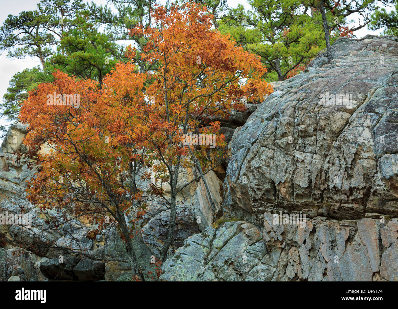 Oklahoma state tree hi-res stock photography and images - Alamy
