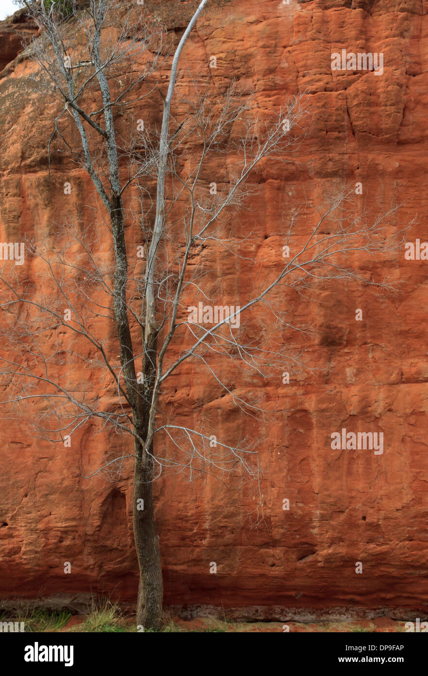 Oklahoma state tree hi-res stock photography and images - Alamy