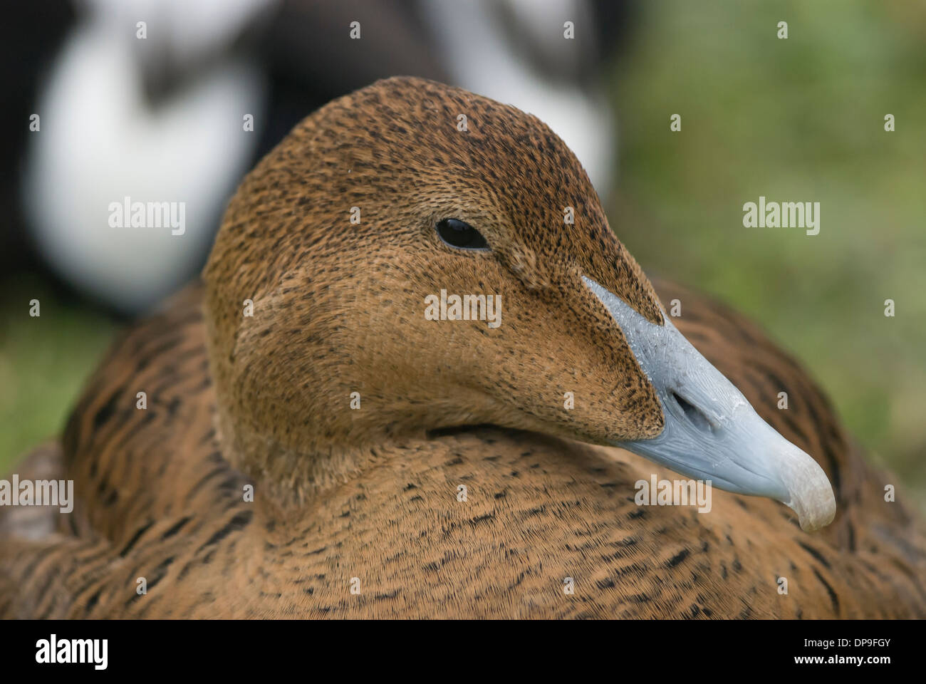 Eider goose hi-res stock photography and images - Alamy