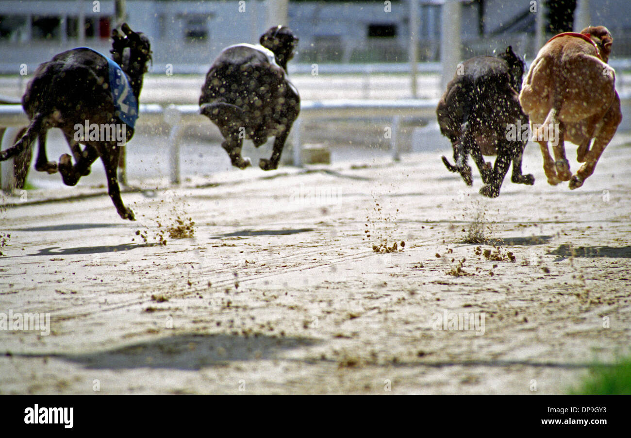 greyhounds on the racing track at walthamstow stadium greyhound racing ...