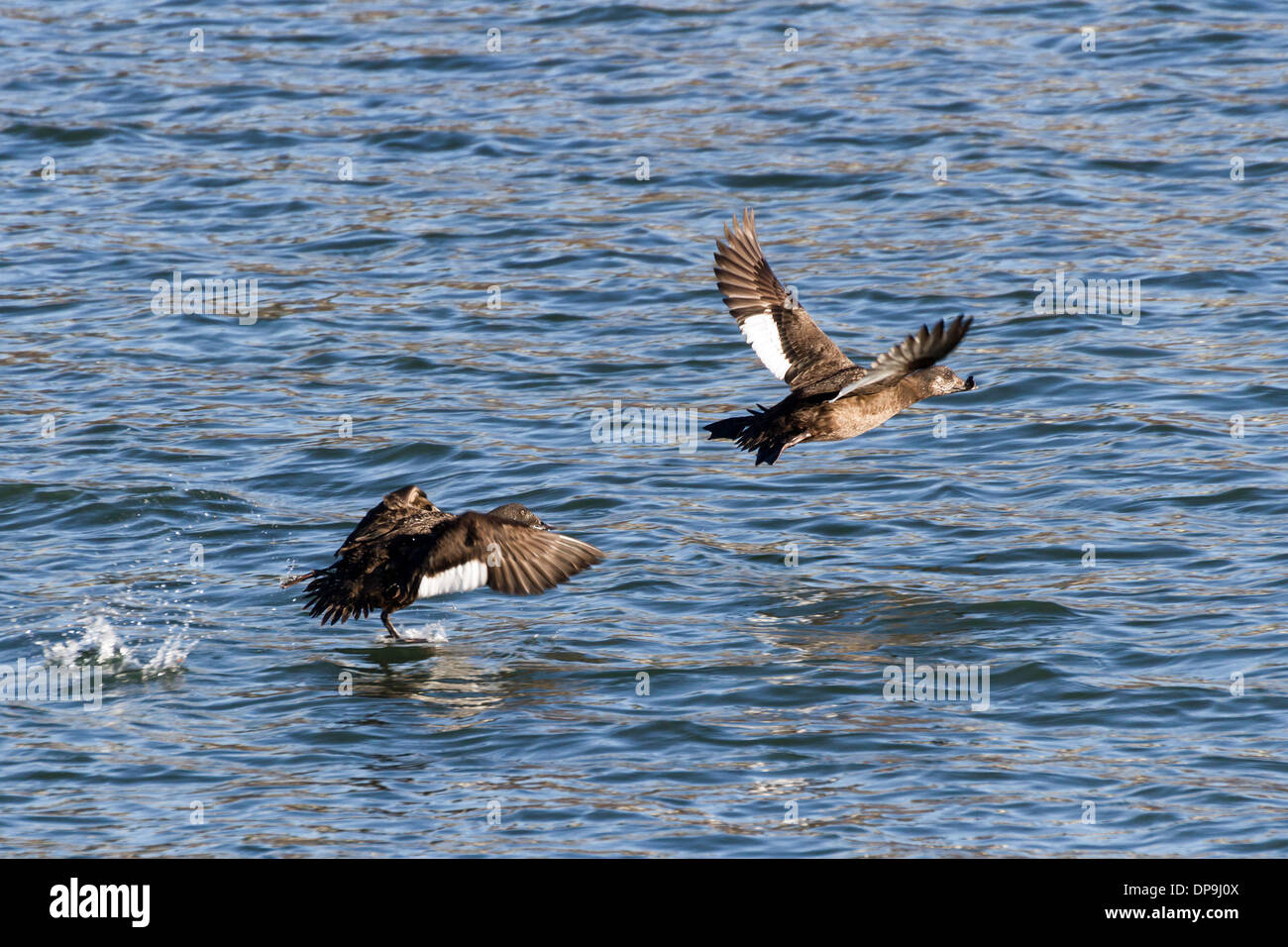 White-winged Scoter water bird in bc canada Stock Photo - Alamy