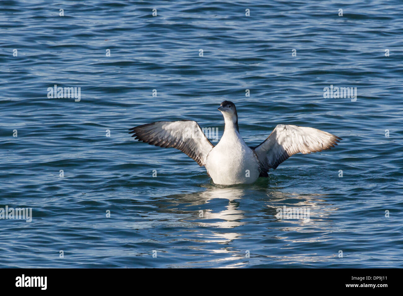 Common Loon water bird in bc canada Stock Photo - Alamy