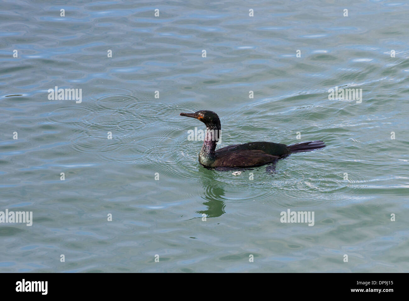 Pelagic Cormorant water bird in bc canada Stock Photo - Alamy