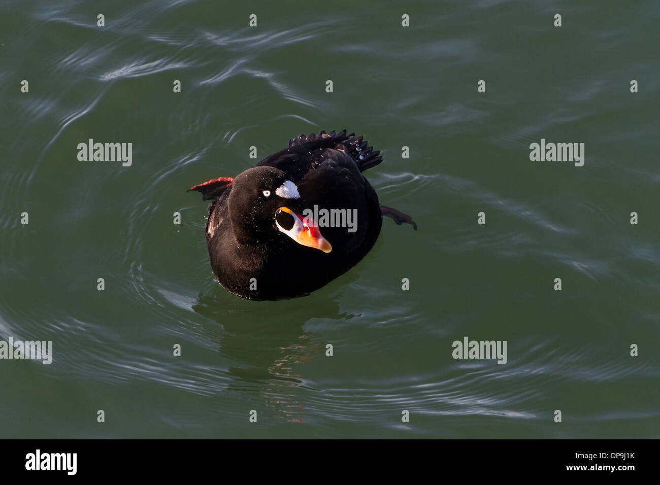 Surf Scoter water bird in bc canada Stock Photo - Alamy
