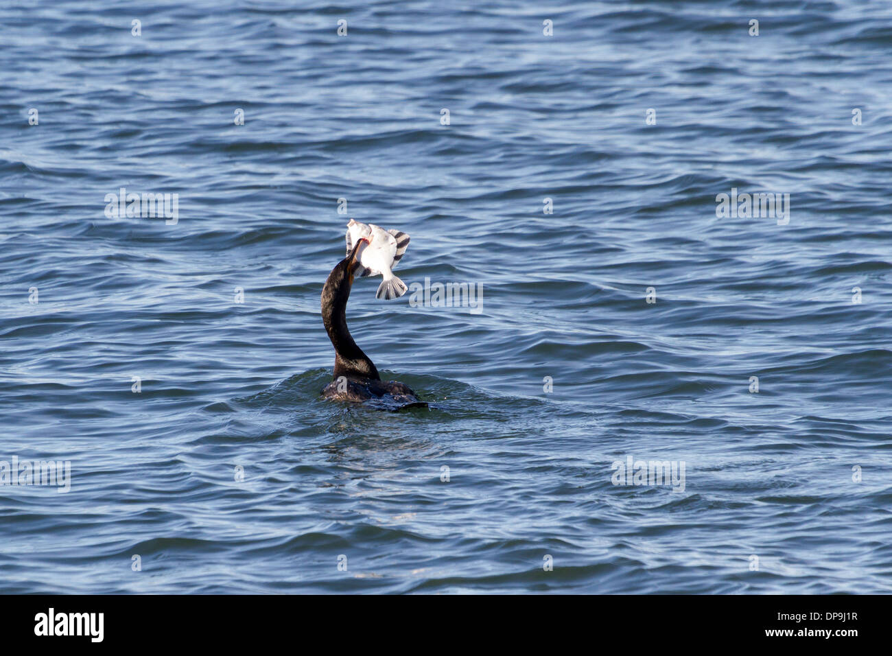 Double crested Cormorant catching fish Stock Photo - Alamy