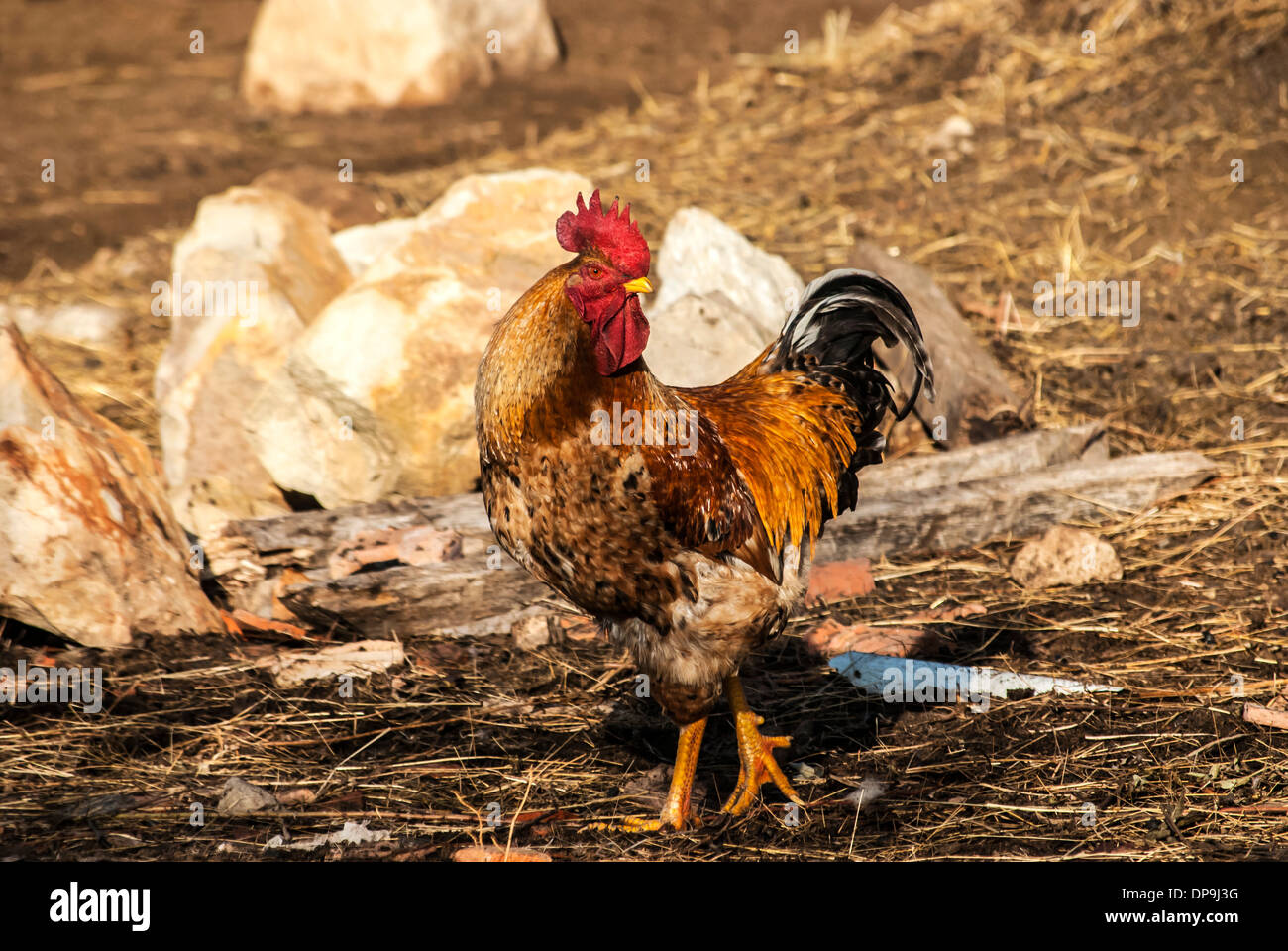Rooster in barn yard Stock Photo - Alamy