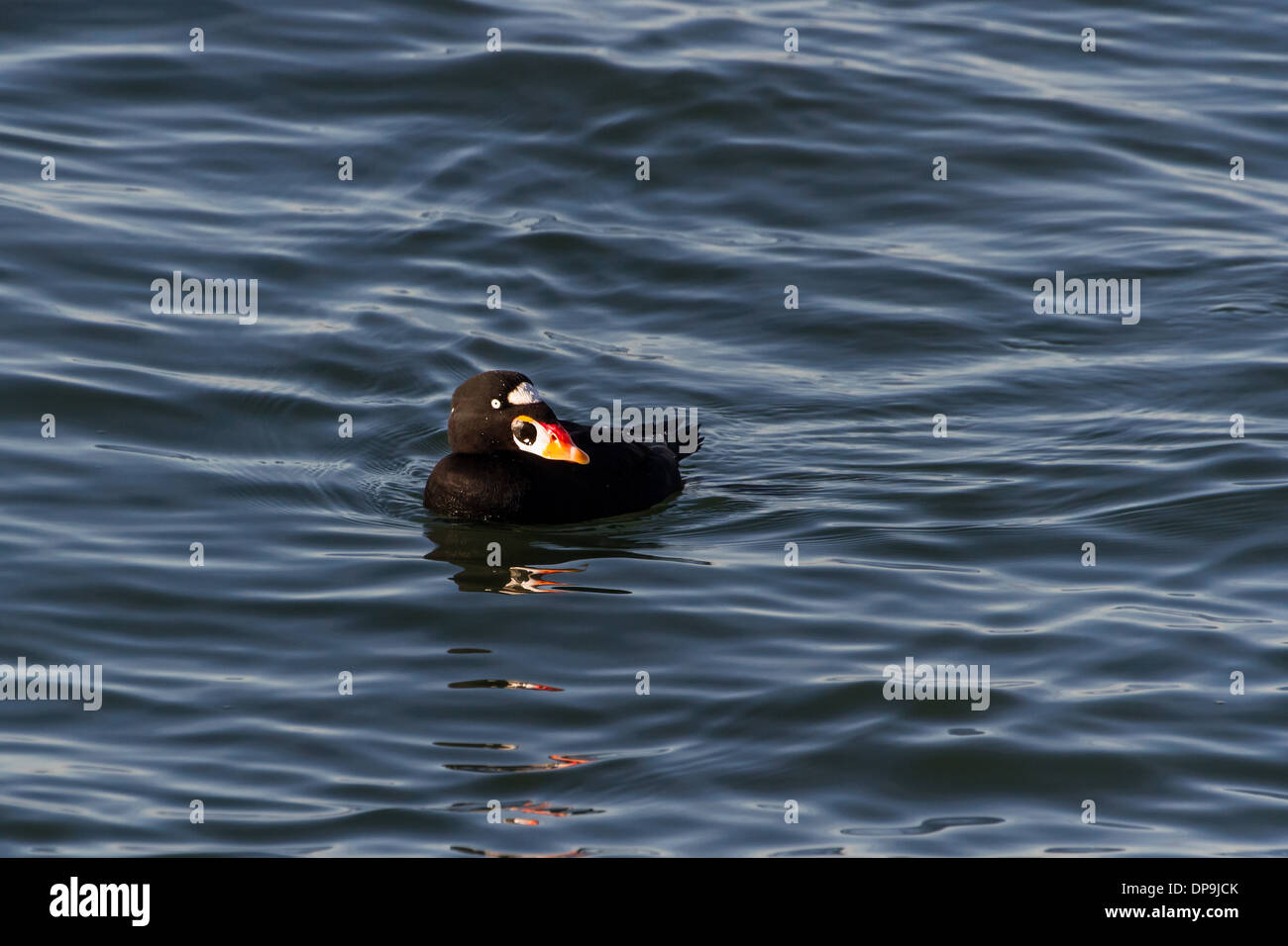 Water scoter hi-res stock photography and images - Alamy
