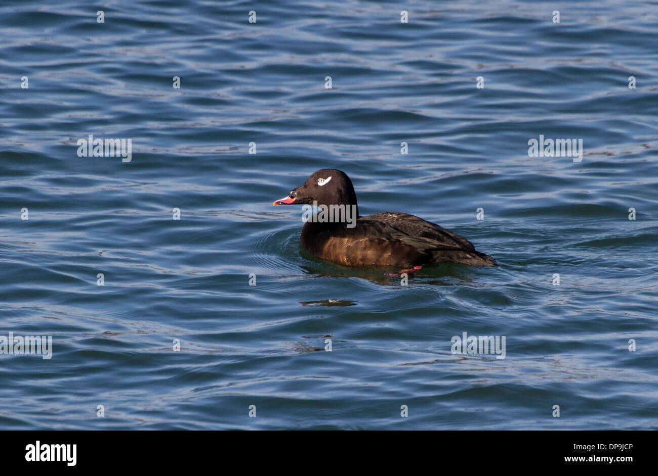 Water scoter hi-res stock photography and images - Alamy