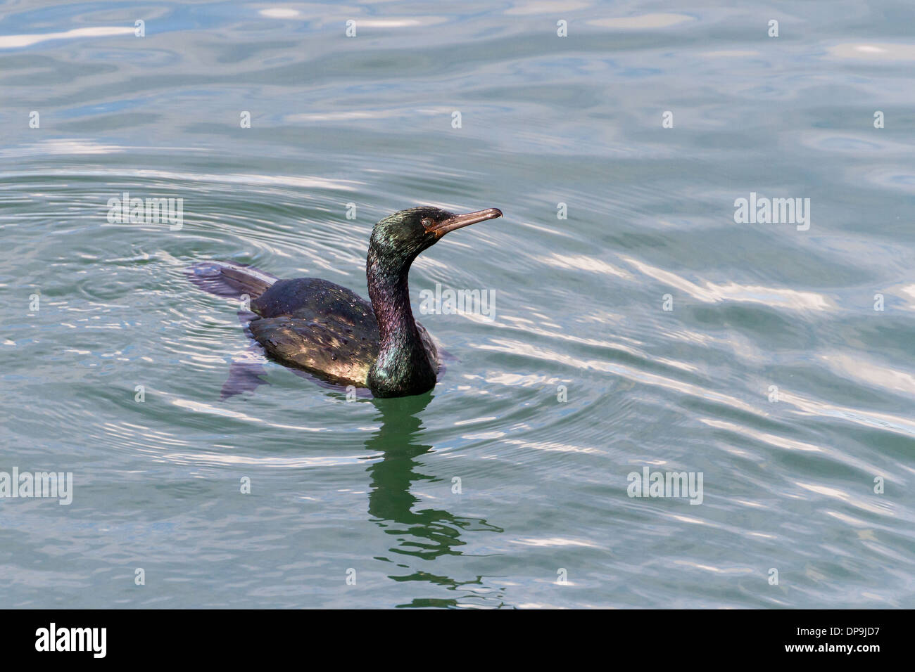 Pelagic Cormorant water bird in bc canada Stock Photo - Alamy