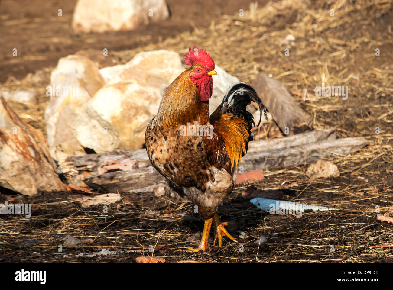 Rooster in barn yard Stock Photo - Alamy