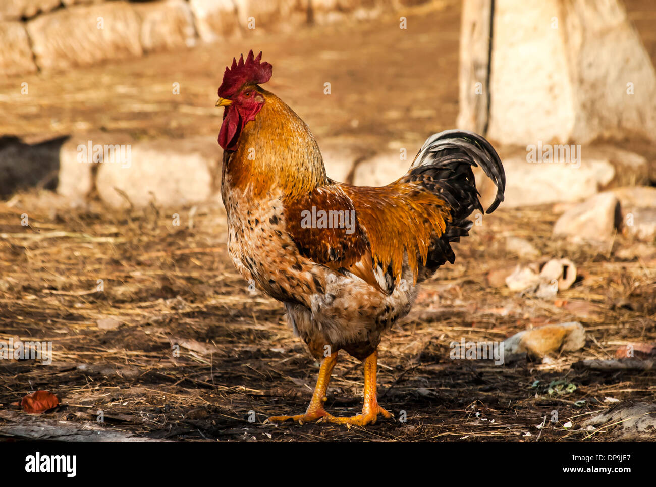 Rooster in barn yard Stock Photo - Alamy