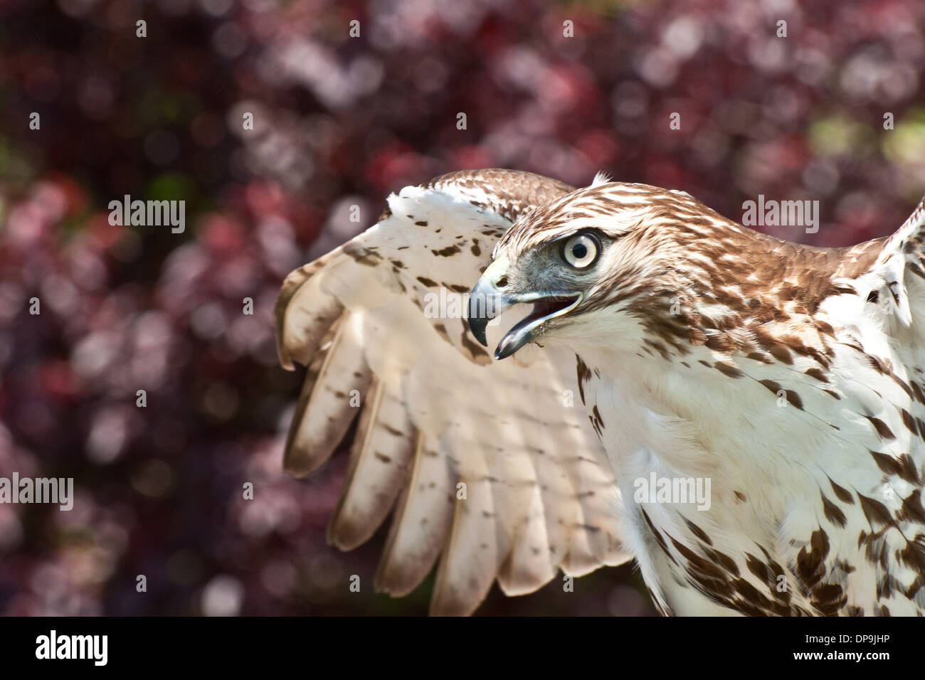 Hawk beak angry hi-res stock photography and images - Alamy