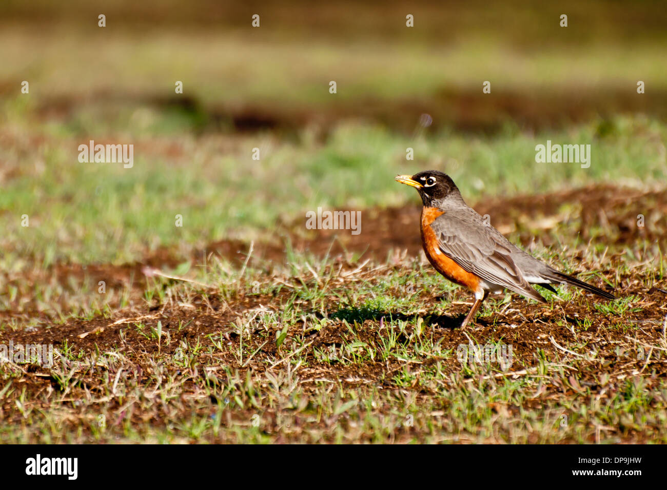 American robin beautiful bird hi-res stock photography and images - Alamy