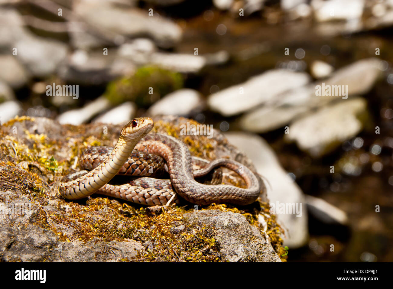 Harmless water snake hi-res stock photography and images - Alamy