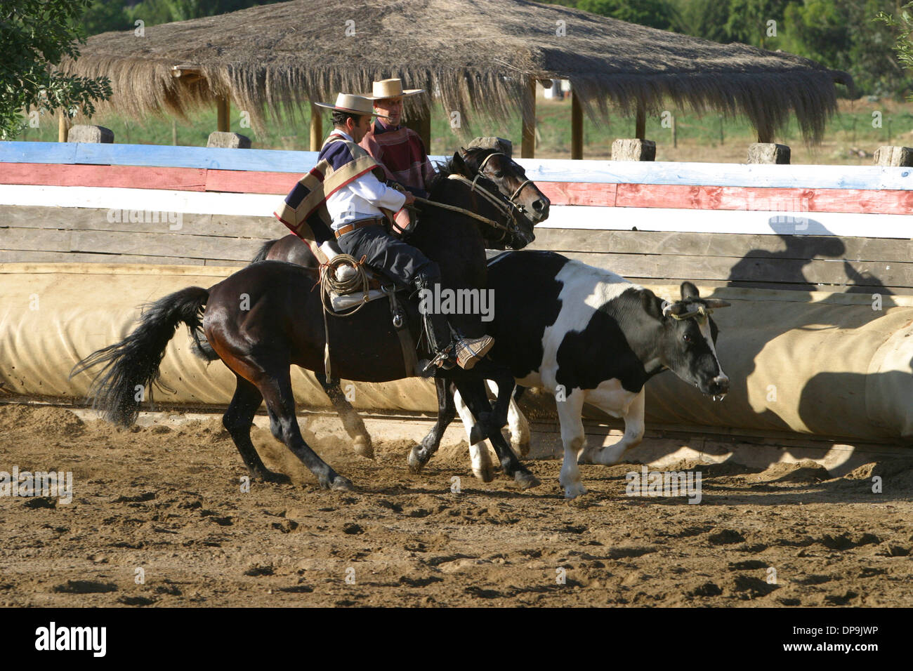 Traditional chilean rodeo puro caballo only hi-res stock photography ...