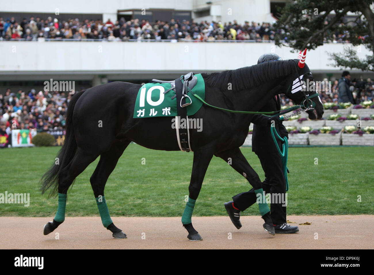 Kyoto, Japan. 5th Jan, 2014. Garbo Horse Racing : Garbo is led through ...