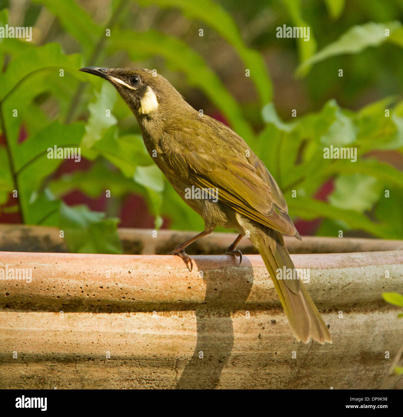 Humid Subtropical Birds
